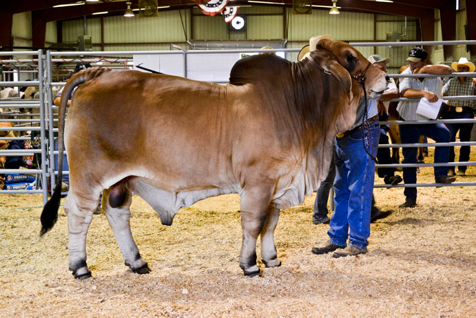 Skeeter Wins Grand Champion at Okie Extravaganza | K Bar Farms
